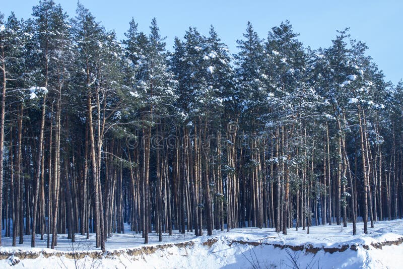 High Pine Trees on the Edge of a Forest Under a Blue Sky Stock Image ...