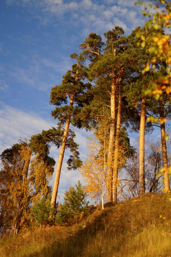 High pine trees stock image. Image of roots, branches - 79287215