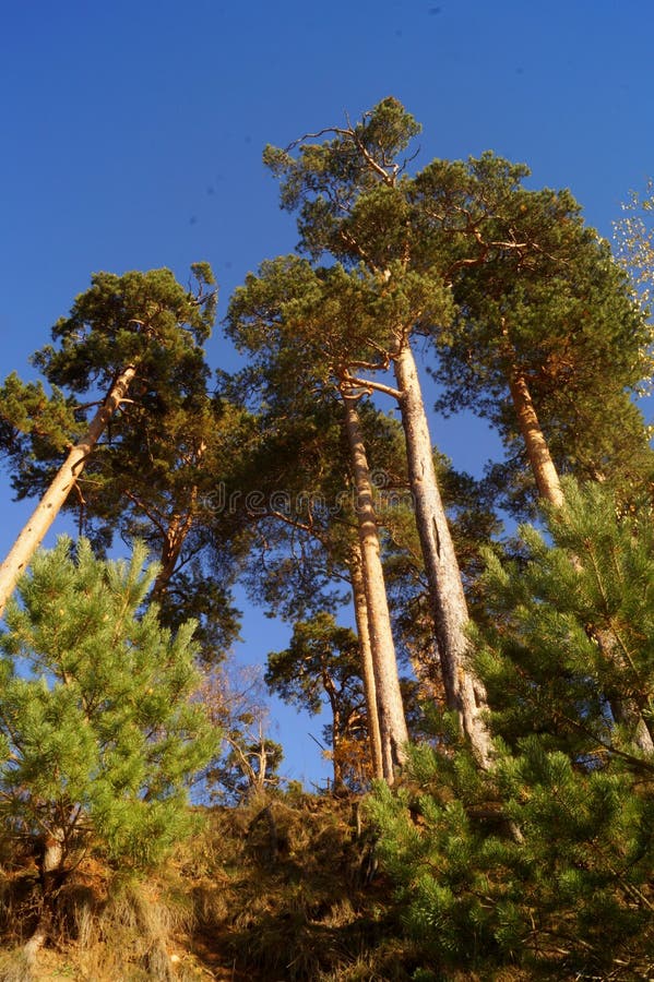 High pine trees stock photo. Image of high, branches - 79287260