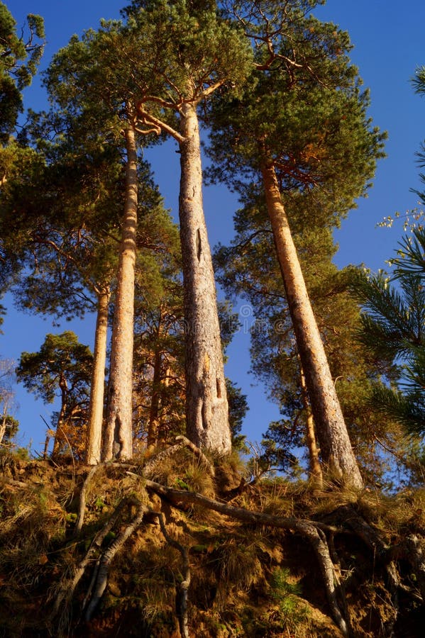 High pine trees stock photo. Image of high, pinetree - 79287314