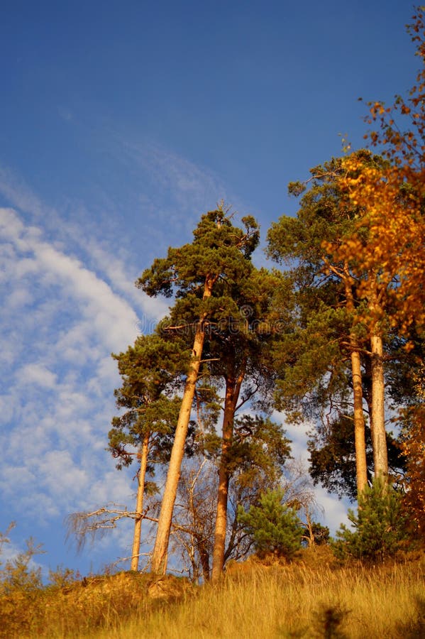 High pine trees stock photo. Image of high, unusual, pine - 79287382