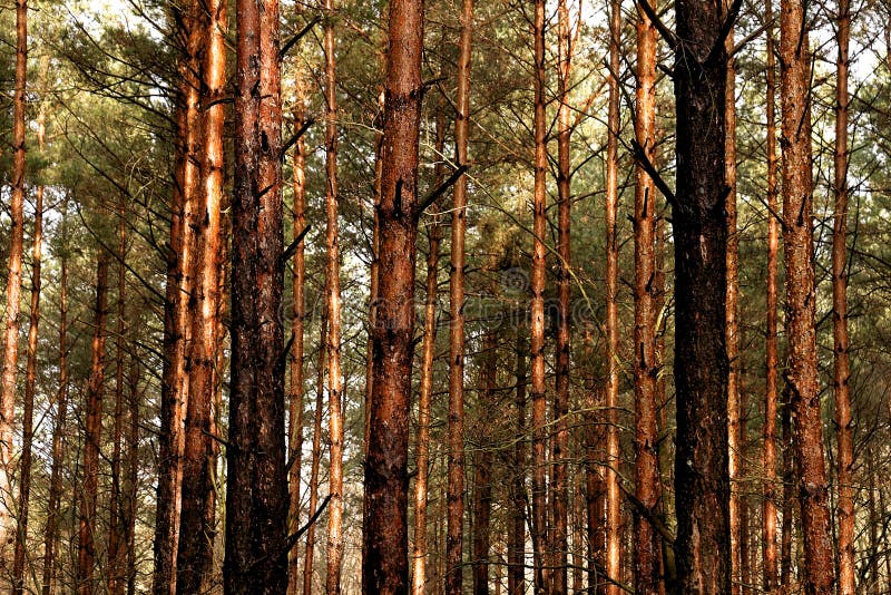 High Pine Trees in the Forest Reserve Stock Photo - Image of park, pine ...