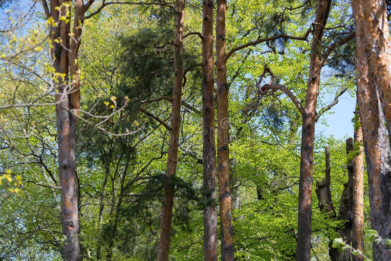 High pine trees stock image. Image of grow, high, sunshine - 54154649