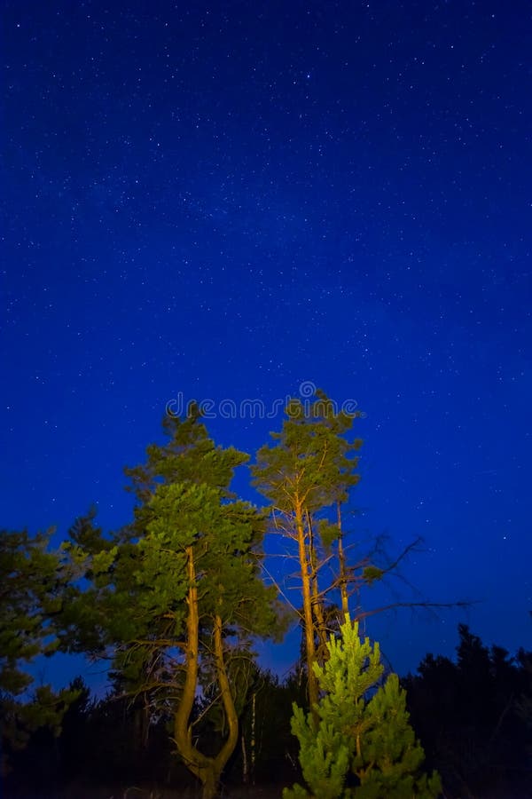 Night Pine Tree Forest at the Night Stock Photo - Image of landscape ...