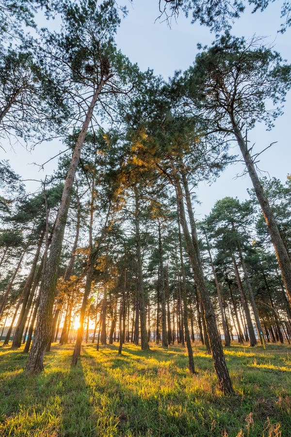 Pine square in the sunset stock image. Image of landscape - 112773099