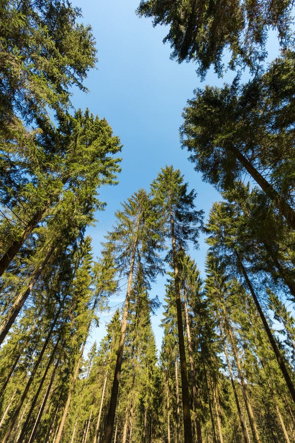 High pine trees stock image. Image of eifel, looking - 74645927