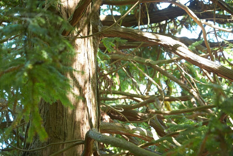 High Pines in the Forest. Close-up of a Tree. the Bark of a Tree Close ...