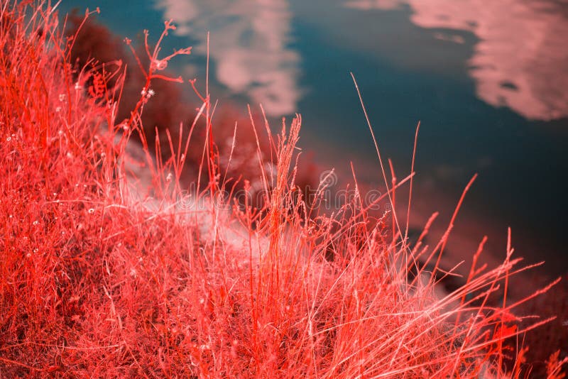 High Pink Grass Background Texture Stock Photo - Image of texture ...