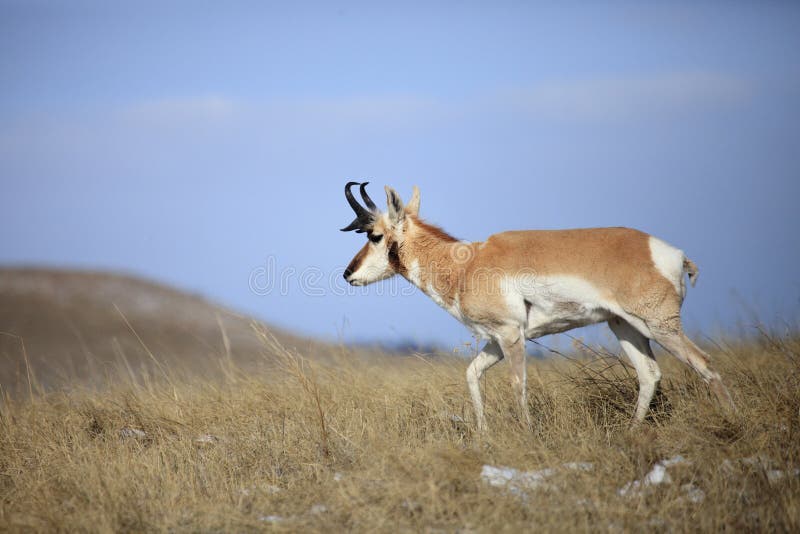 High plains antelope stock image. Image of antelope, sniffing - 37943925