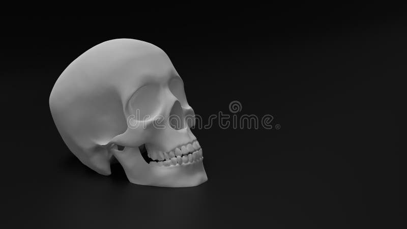 High Poly Anatomically Correct Render of Human Skull Stock Illustration ...