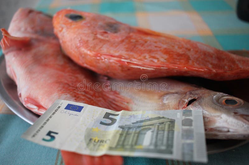 The high price of fish stock photo. Image of closeup - 381555112