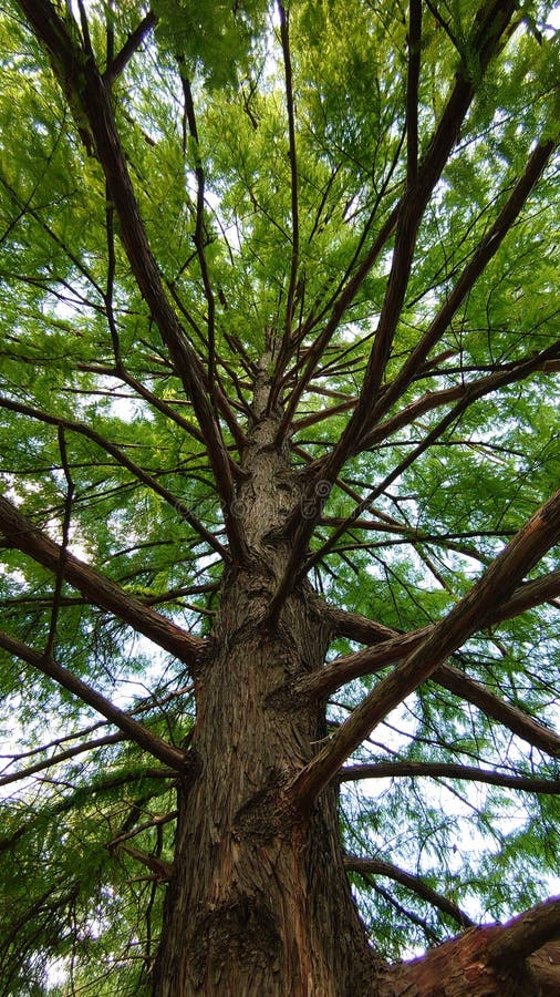High Pune Tree Trunk and Branches Covered in Needle Leaves Stock Photo ...