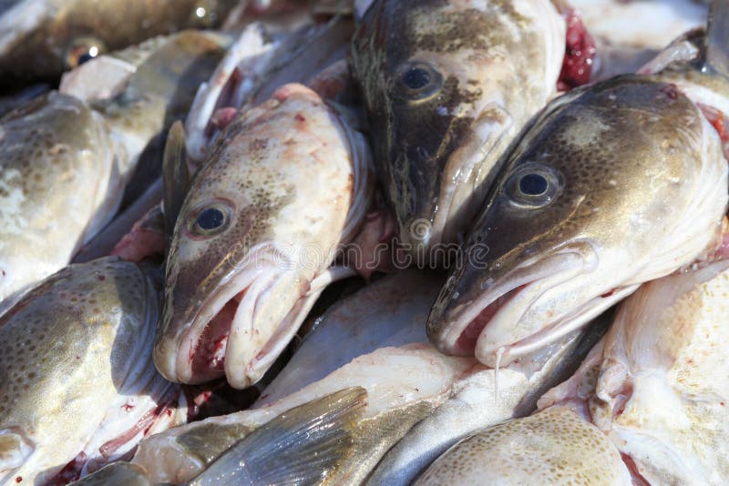 High quality cod heads stock photo. Image of heads, protein - 119628166
