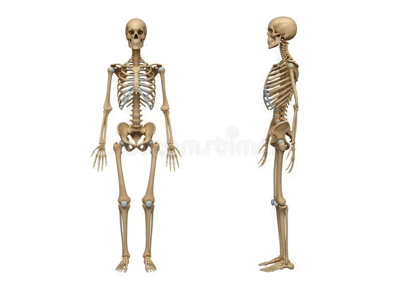 Human Skeleton Anatomy - Front and Side View Stock Illustration ...