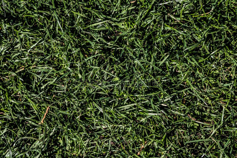 Green Grass Surface Texture in Good Condition Stock Photo - Image of ...