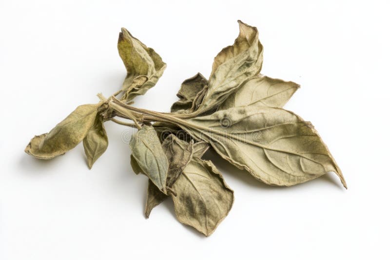 High Quality Dried Basil Leaves on a Clean White Background in Studio ...