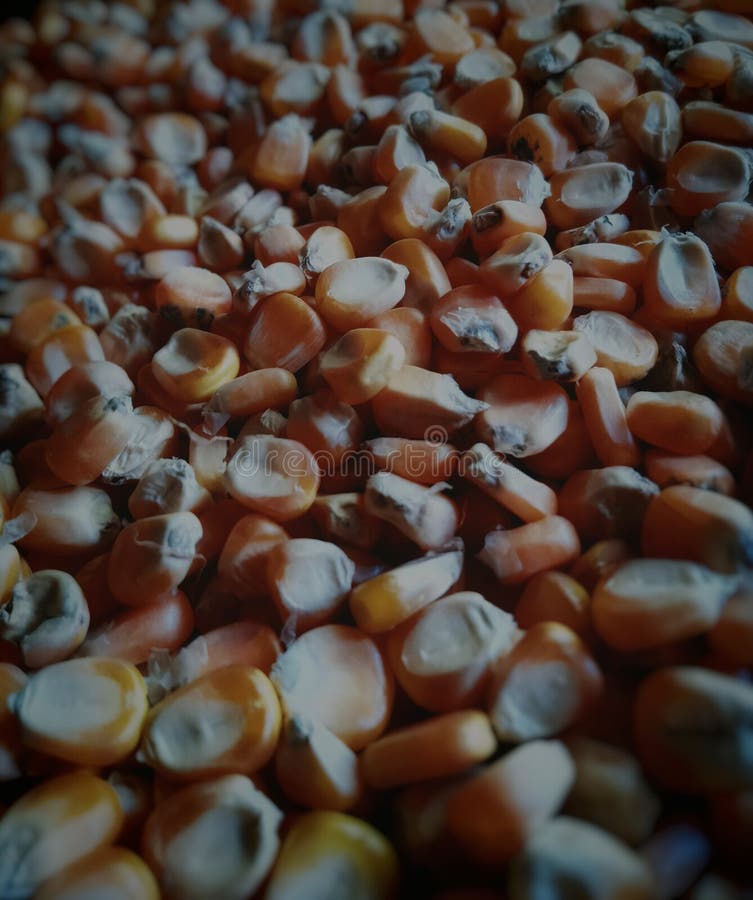 High-quality Dried Corn Kernels for Animal Feed or Popcorn | Natural ...