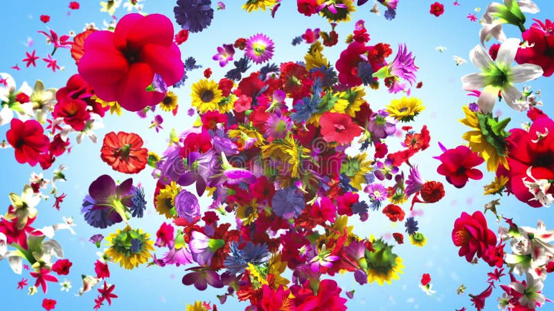 Exploding colorful flowers stock video. Video of exsplode - 151289121