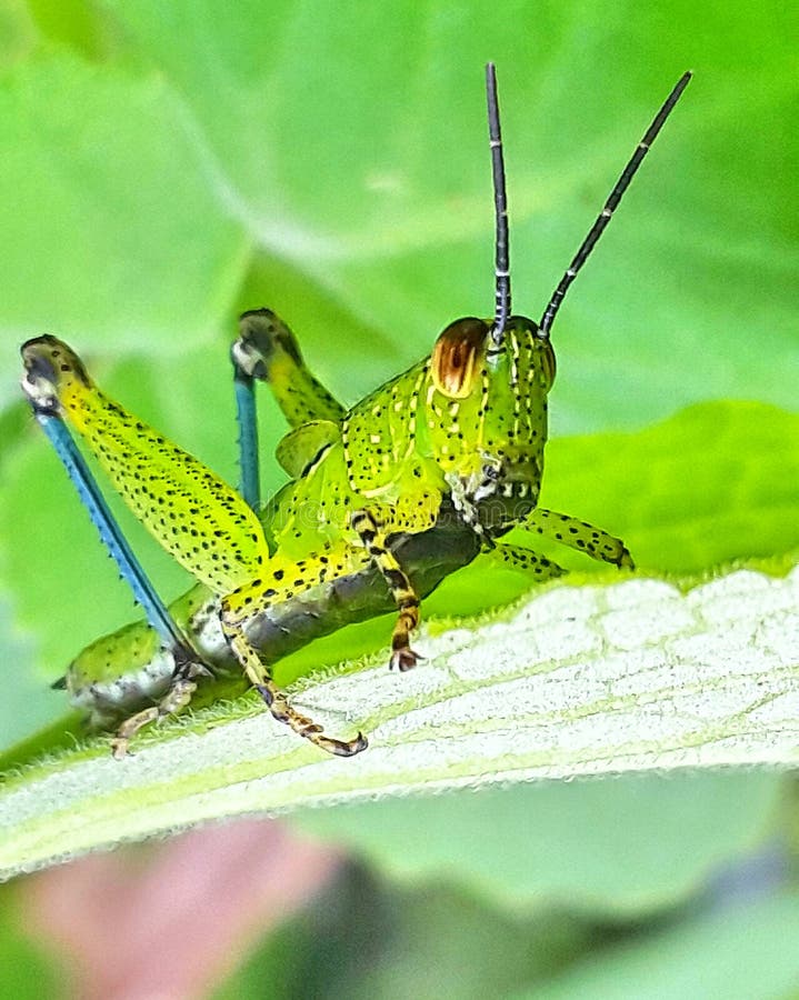 Grasshopper stock photo. Image of ecosystem, quality - 100498968