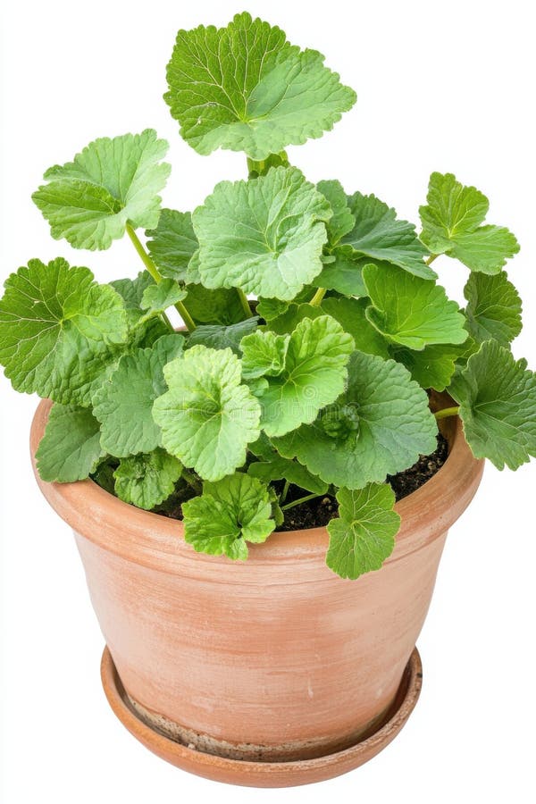 High Quality Melissa Officinalis in a Trendy Pot Isolated on a Clean ...