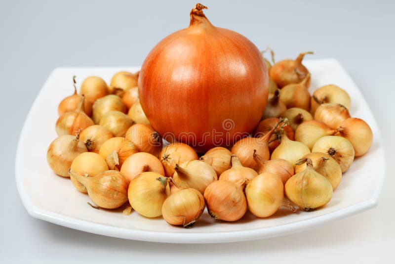 High-quality onion stock photo. Image of spices, vegetables - 11676006