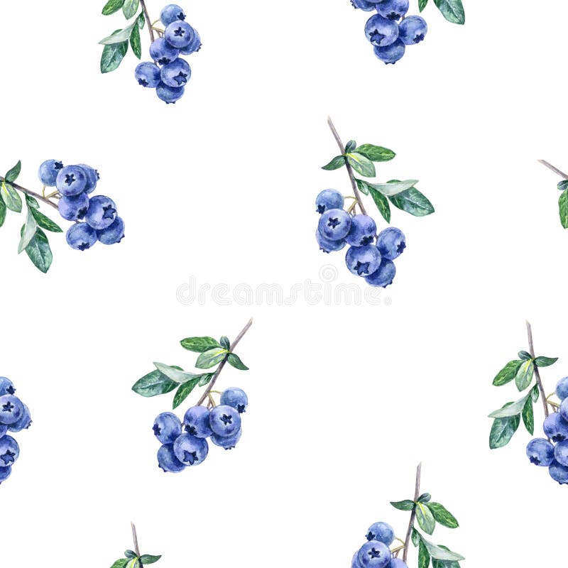 Blueberry Clusters and Leaves Watercolor Pattern on White Background ...
