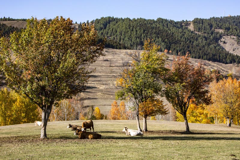 High Quality Spectacular Photo of a Valley Full of Trees and Cows ...