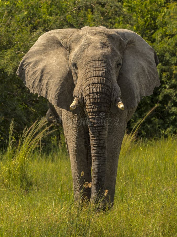 African Elephant Walks Towards the Camera Stock Photo - Image of color ...