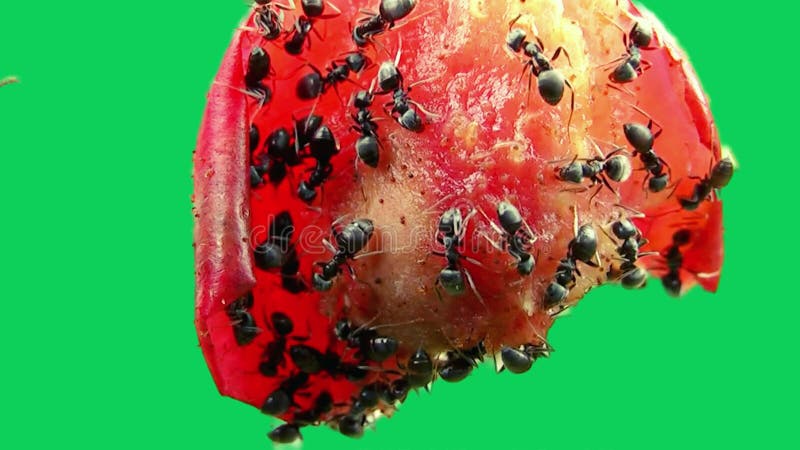 High-quality Video of an Ant from an Animal Video on a Green Screen ...