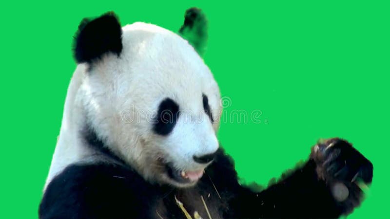 High-quality Video of a Panda from an Animal Video on a Green Screen ...