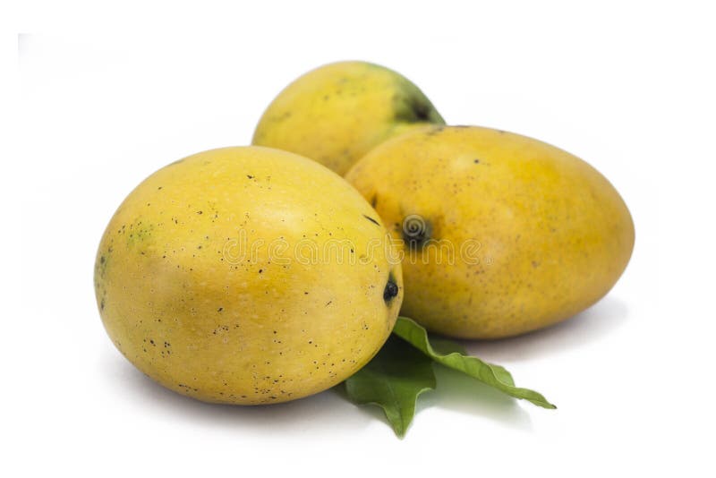 Set of Three Mangoes High Quality Image Stock Photo - Image of drink ...