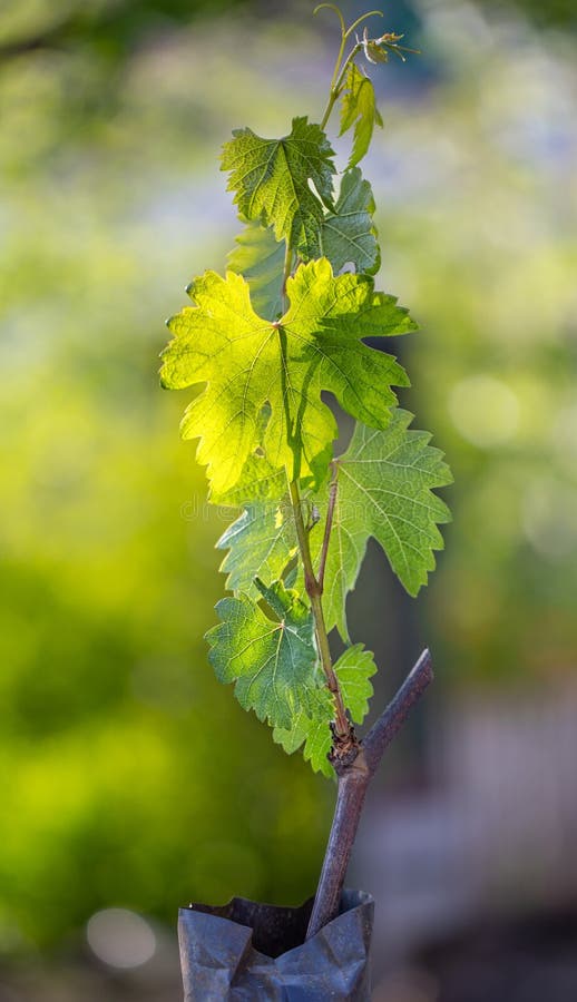 High-quality Young Grape Seedling in a Plastic Container. Stock Image ...