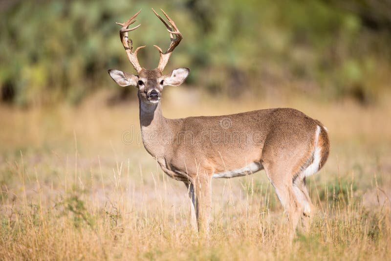 High Beamed Rack on Whitetail Buck Stock Photo - Image of beamed ...