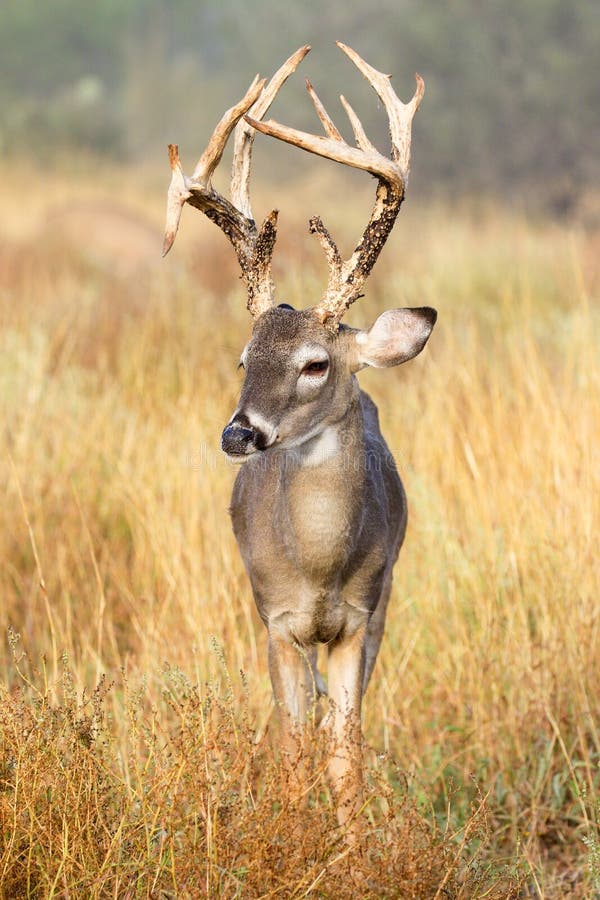 207 Whitetail Deer Buck Tall Rack Stock Photos - Free & Royalty-Free ...