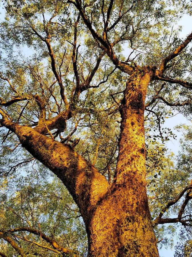 High reaching branches stock photo. Image of flower - 162513904