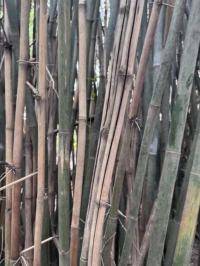 High Reed Branches in Nature Stock Image - Image of garden, asia: 285056329