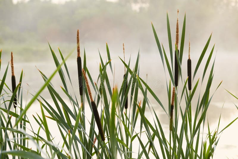 High Reed Fog on the Lake at Dawn. Stock Image - Image of calm, dawn ...