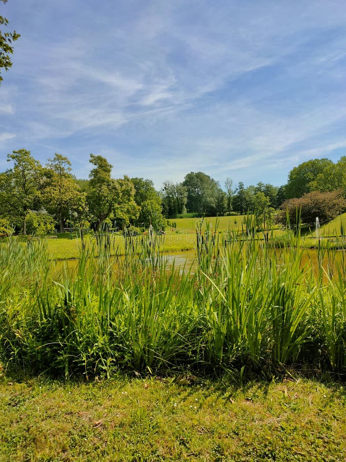 High Reed in a Park in Summer Stock Image - Image of grassland, flower ...