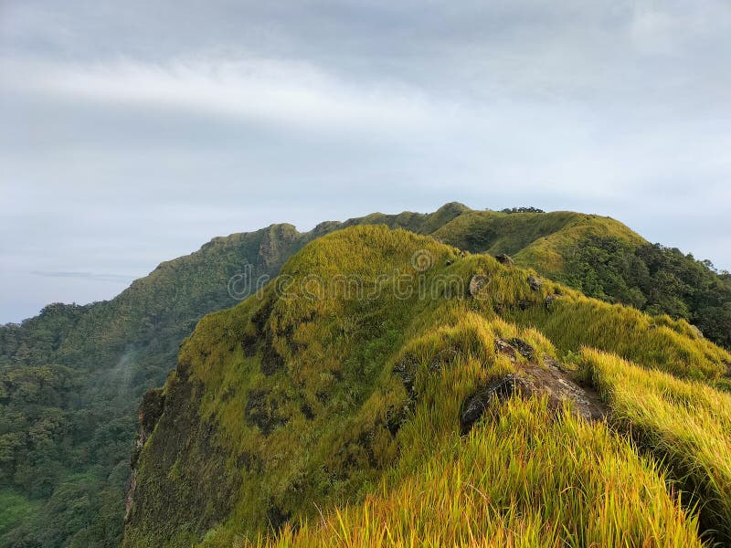 High Reed Savanna Above the Highest Mountain Peaks Stock Photo - Image ...