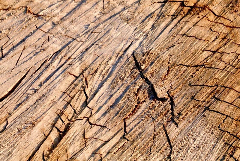 High Relief Oak Section stock image. Image of natural - 94784777