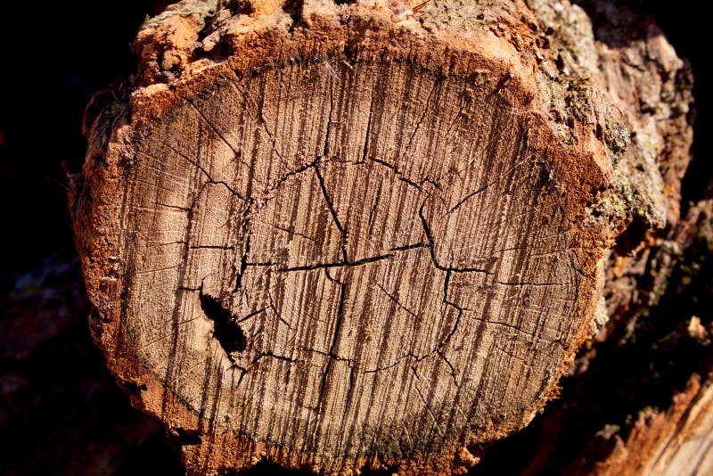 Rough Oak Log Cross Section Stock Image - Image of brown, annual: 93434301