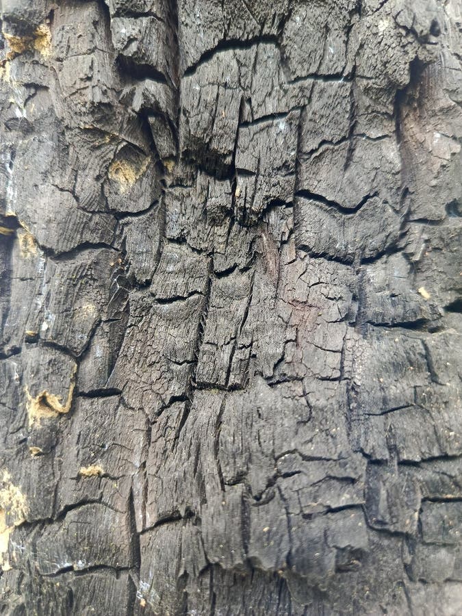 High-res Burnt Tree Bark Texture – Great for Graphic Design, Organic ...