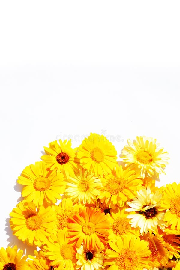 High Res Flower Frame with Space for Copy Stock Image - Image of detail ...