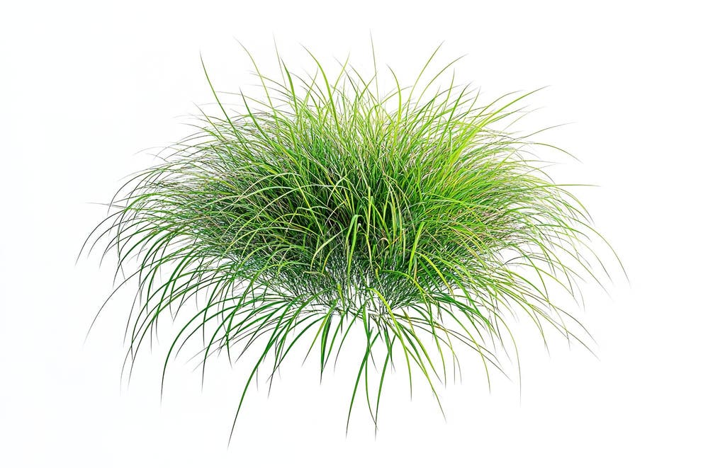 Patchy Grass Texture: Realistic Close-Up of Uneven, Weathered Lawn, Showing Dry Brown and Lush ...