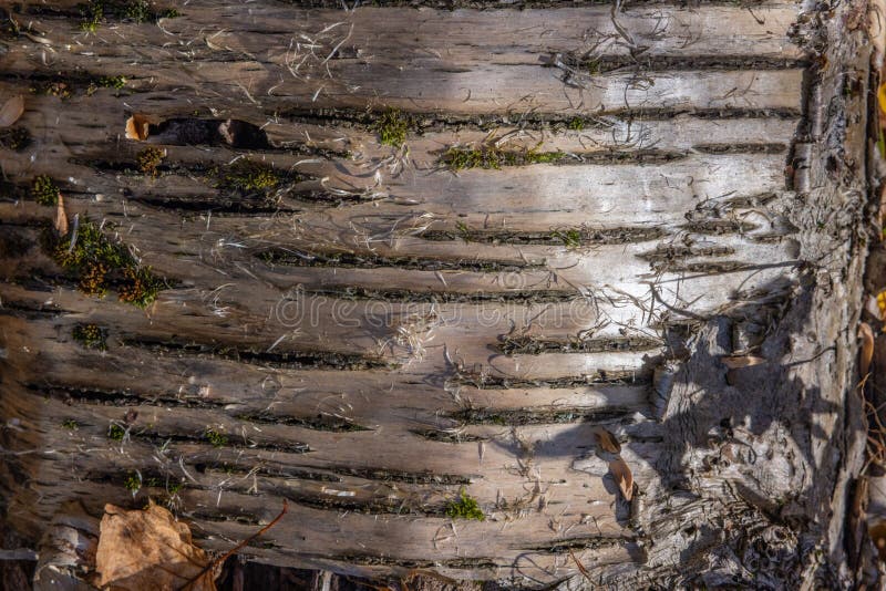 High Res Medium Close Up of a Shining Smooth Multi Tone Light Silver ...