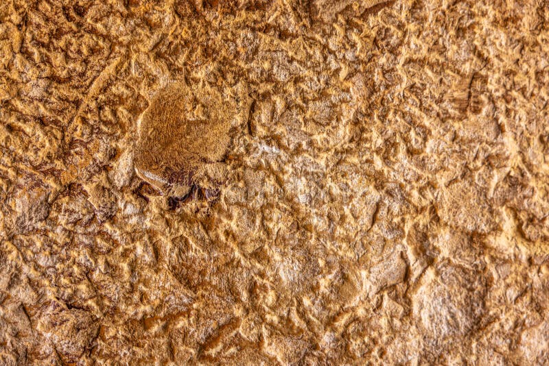 High Res Muted Pale Sandy Brown Rough Sandstone with Crowded Patterns ...