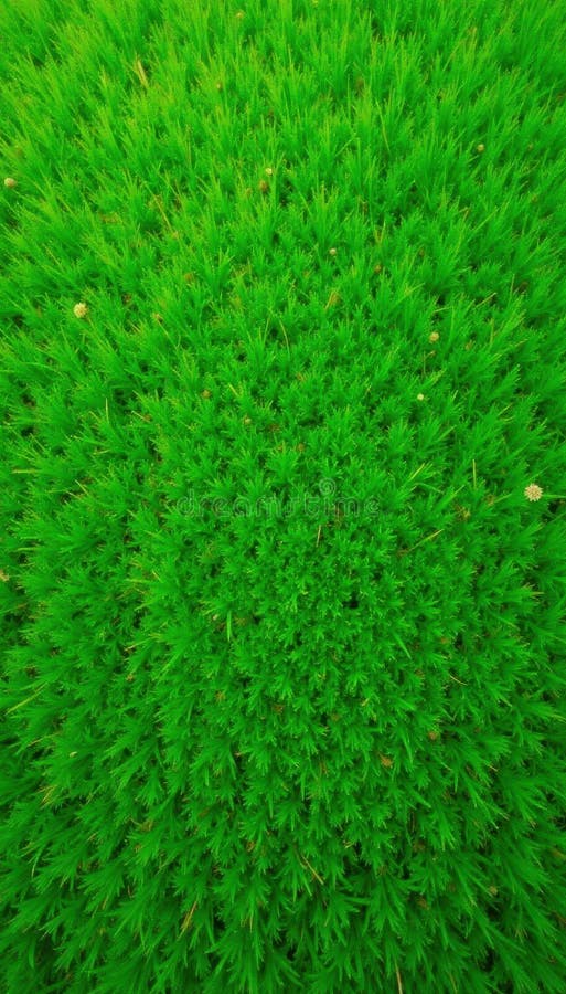 High Resolution Aerial Grass Texture, Seamless Tile , High Resolution ...