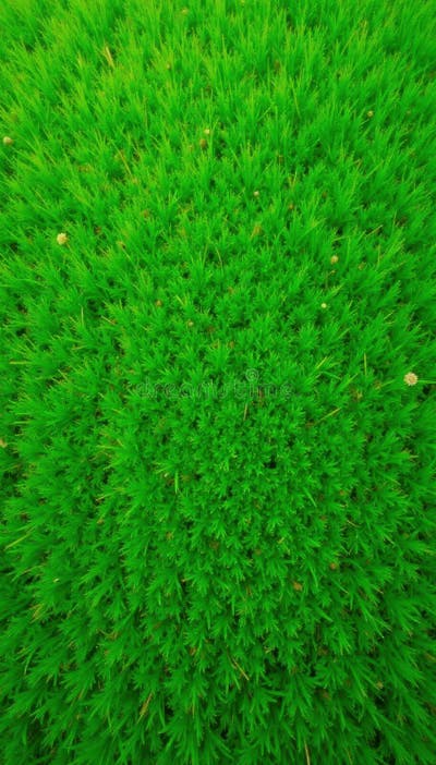 High Resolution Aerial Grass Texture, Seamless Tile , High Resolution ...