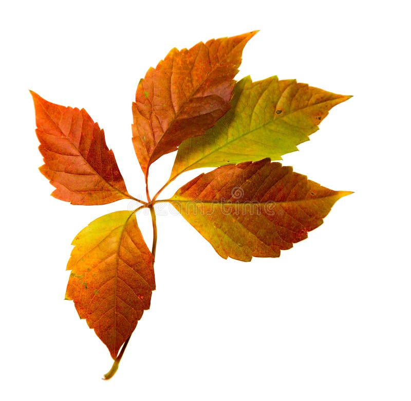 High Resolution Fall Foliage Pictures