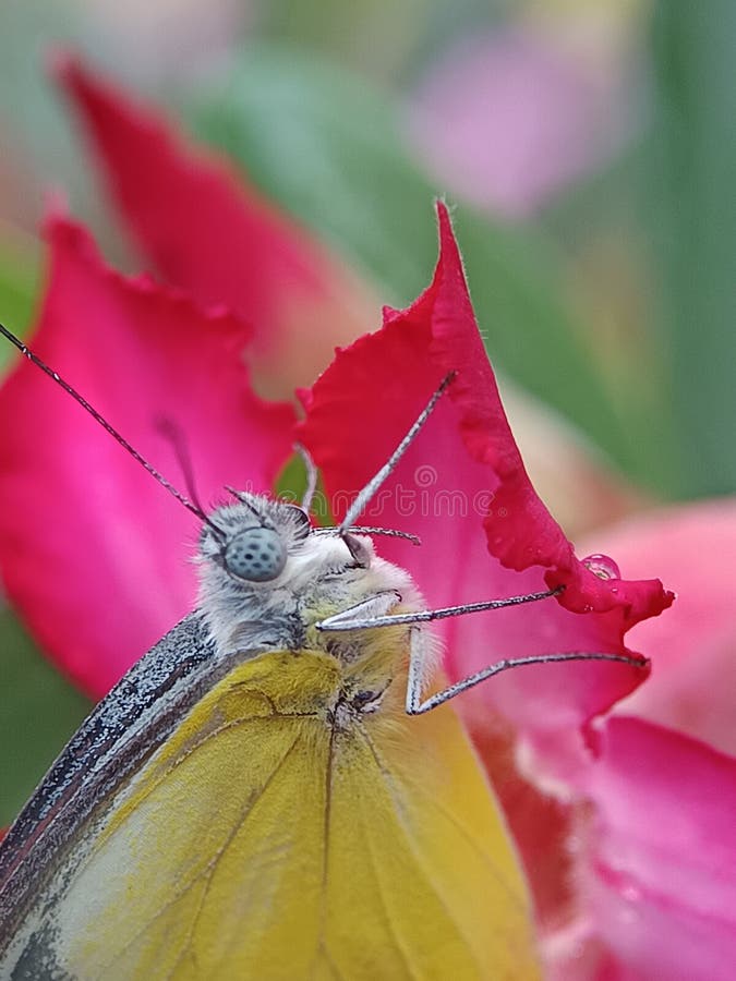 High-resolution Butterfly Macro with Vivid Wings—great for Posters ...